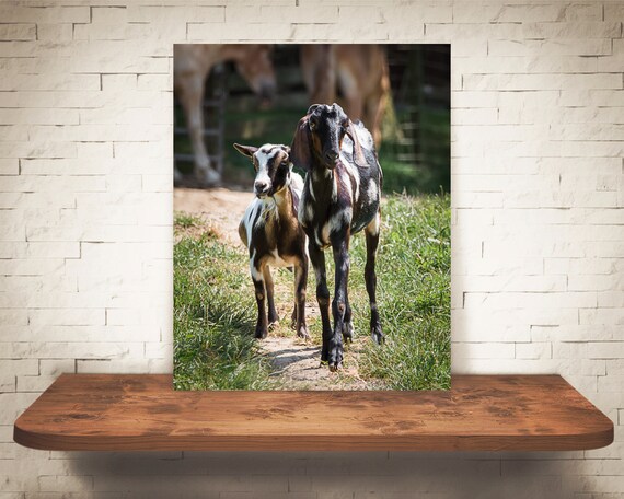 Goat Photograph Color Photo Fine Art Print Wall Decor | Etsy