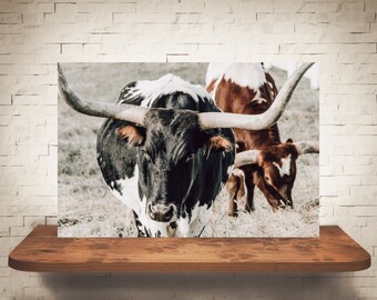 Longhorn Cattle Cow Photograph Fine Art Print Color Photo | Etsy