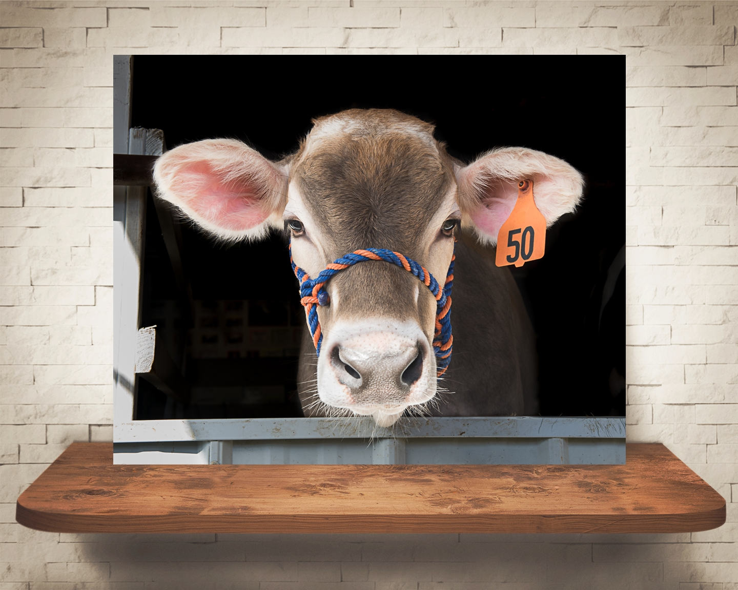 Brown Swiss Cow Photograph - Fine Art Print - Color Photography - Wall ...