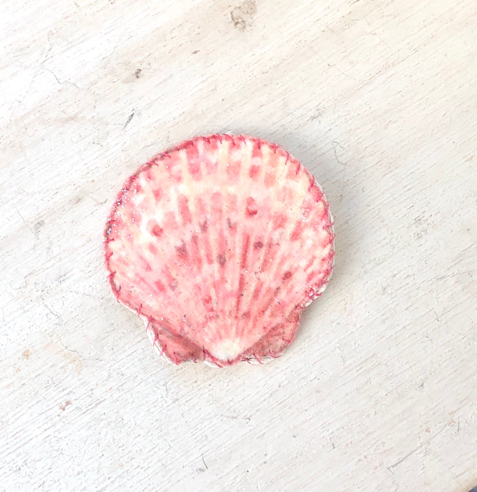 Pink Scallop Shell Snap Clip Seashell Hair Clip Beach | Etsy