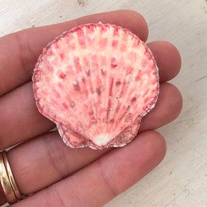 Pink Scallop Shell Snap Clip, Seashell Hair Clip, Beach Barrette, Beach ...
