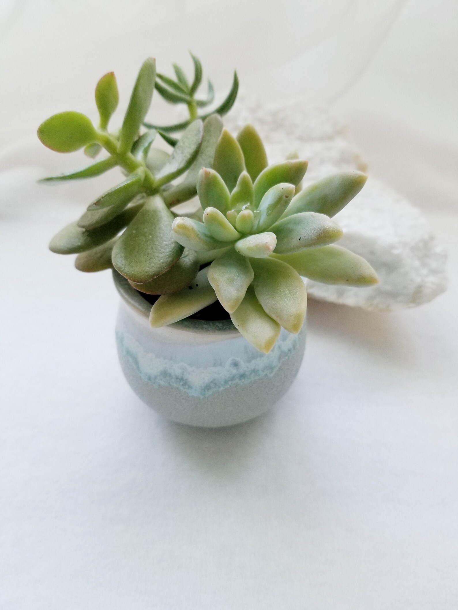 Teacher Appreciation Gift Box, Send a Care Package, Live Succulent ...