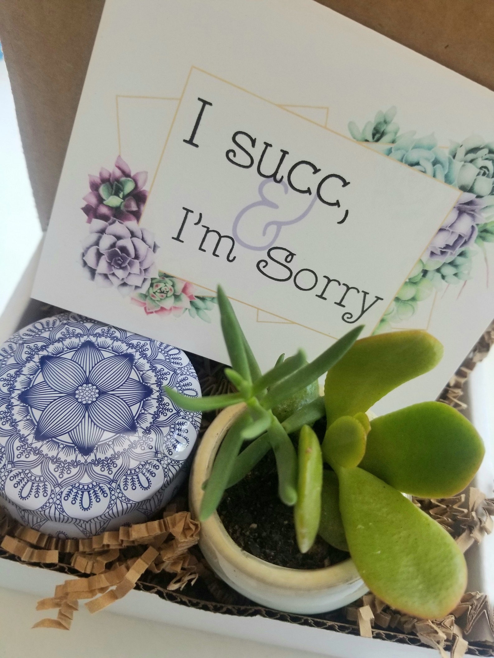 I Succ - I'm Sorry Mini Gift Box. Send an Apology Gift, Live Succulent ...