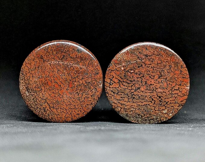 25mm - 1" Real Dinosaur Bone Double Flare Plugs for Stretched Ears. - Etsy