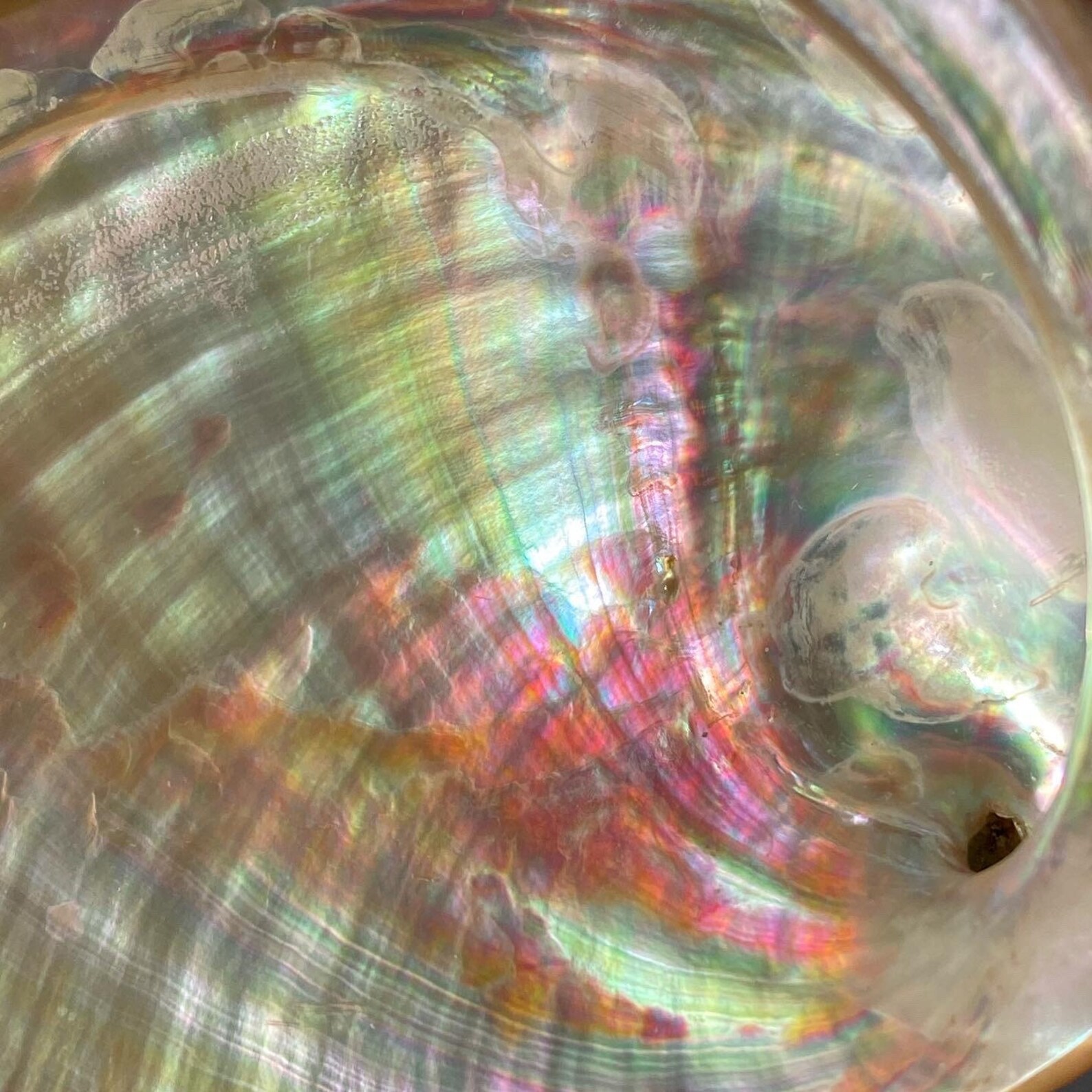 Beautiful Polished Black Abalone Shell | Etsy