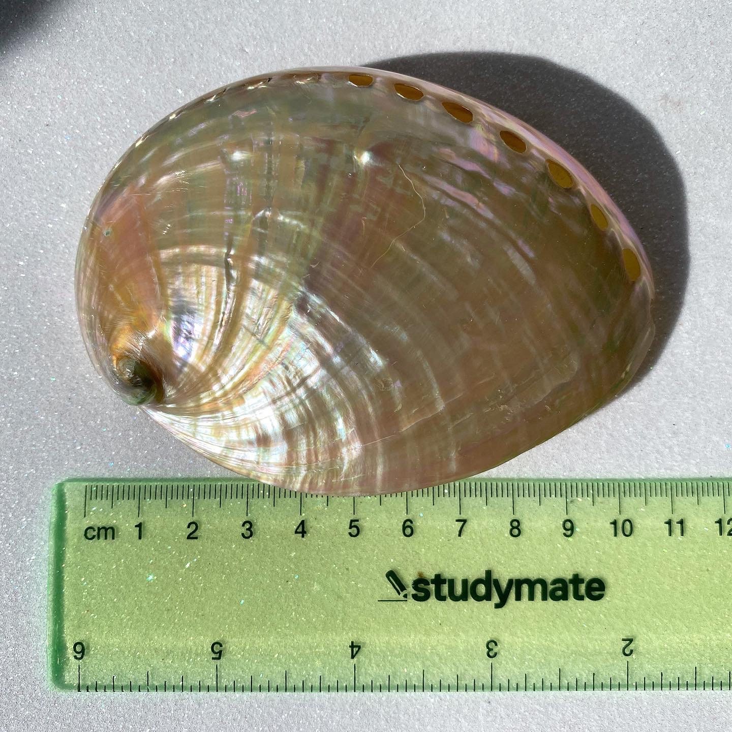 Beautiful Polished Black Abalone Shell | Etsy
