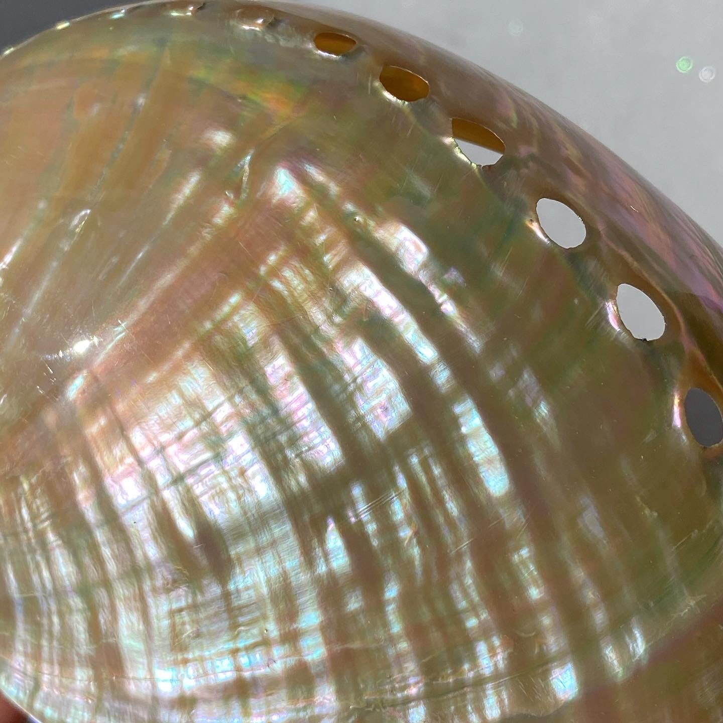 Beautiful Polished Black Abalone Shell | Etsy