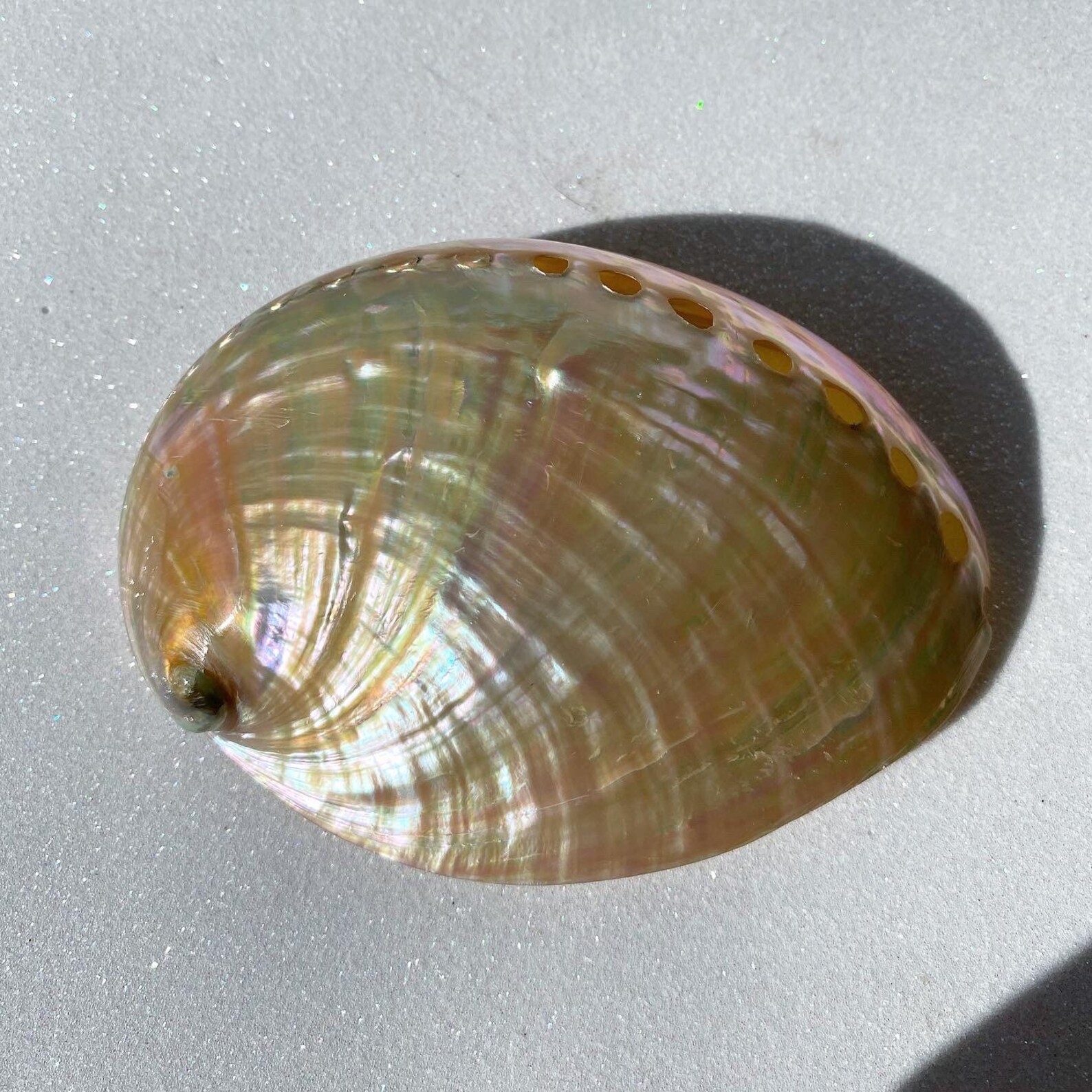 Beautiful Polished Black Abalone Shell | Etsy