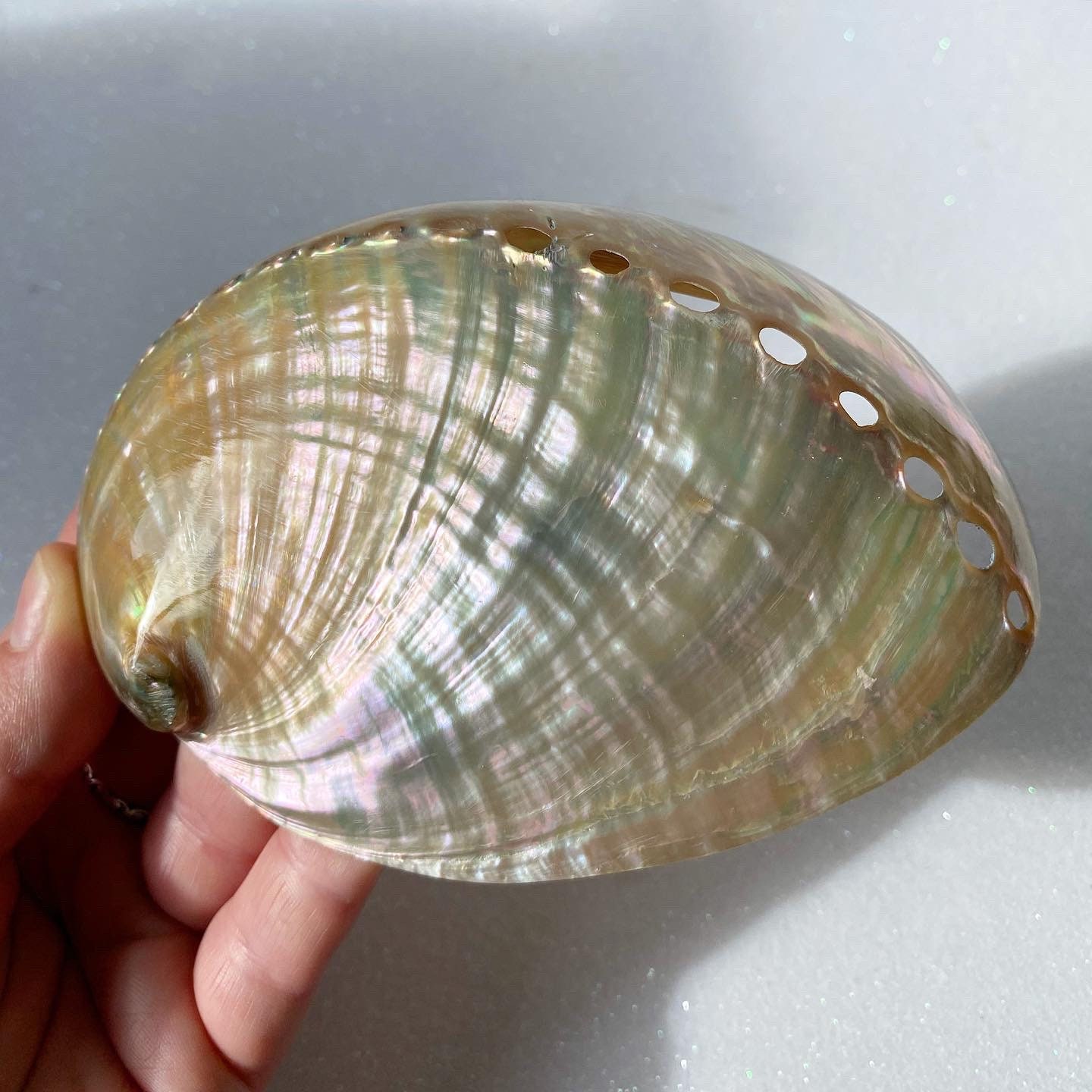 Polished Pearlised Black Abalone Shell | Etsy