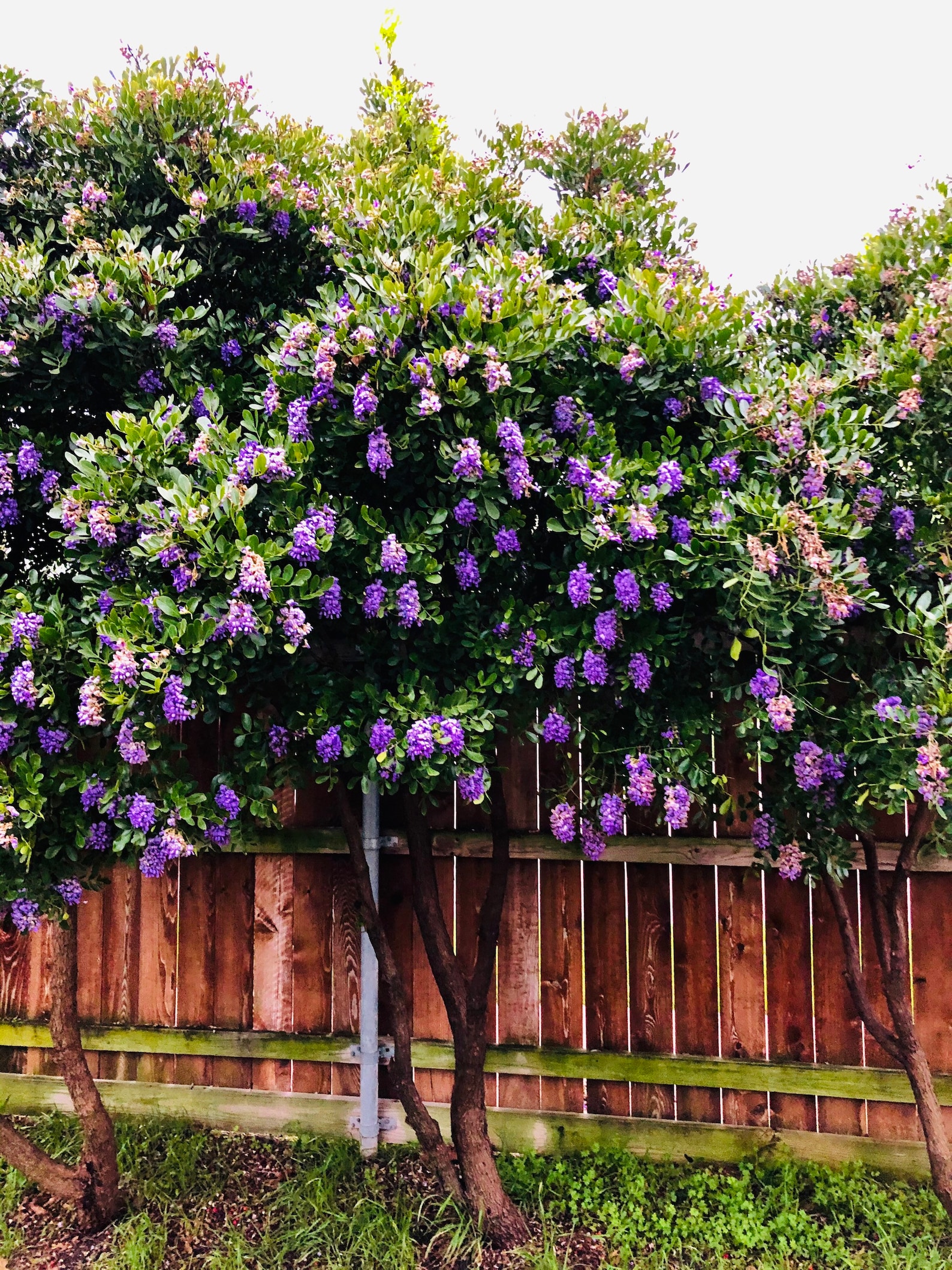 100 Texas Mountain Laurel Tree and Shrub Seeds. Beautiful - Etsy