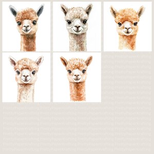 Watercolor Baby Alpaca Clipart, Cute Farm Animal, Boho Llama & Alpaca ...