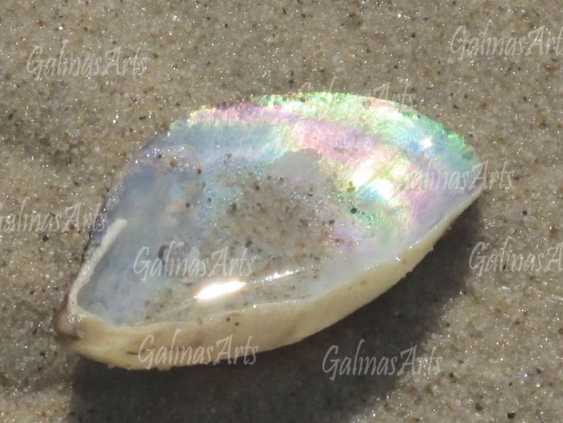 Sea Shell Print, Rainbow Shell, Pacific Ocean Art, Australian Beach Art ...