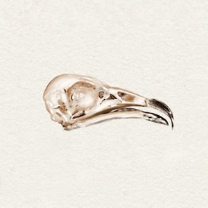 Bird Scientific Illustration. CUSTOM ORDER. Wildlife, Nature, Birds. - Etsy