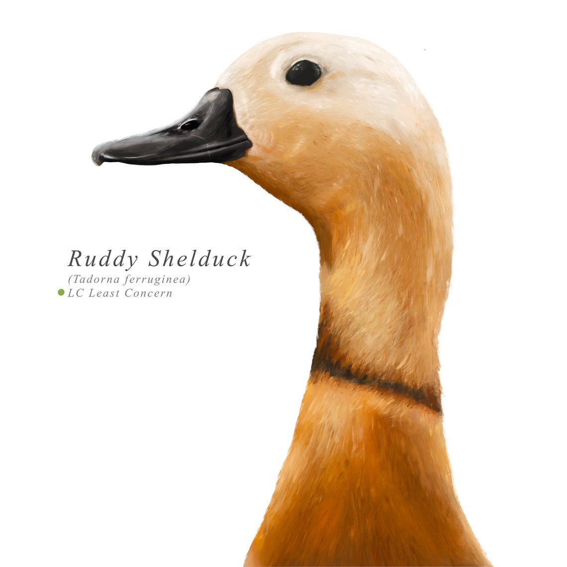 Bird Scientific Illustration. CUSTOM ORDER. Wildlife Nature - Etsy