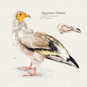 Bird Scientific Illustration. CUSTOM ORDER. Wildlife, Nature, Birds. - Etsy