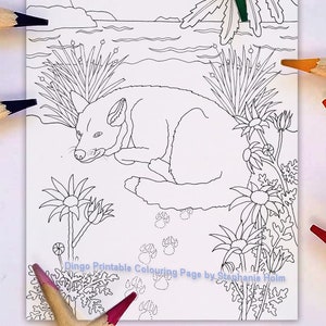 dingo colouring