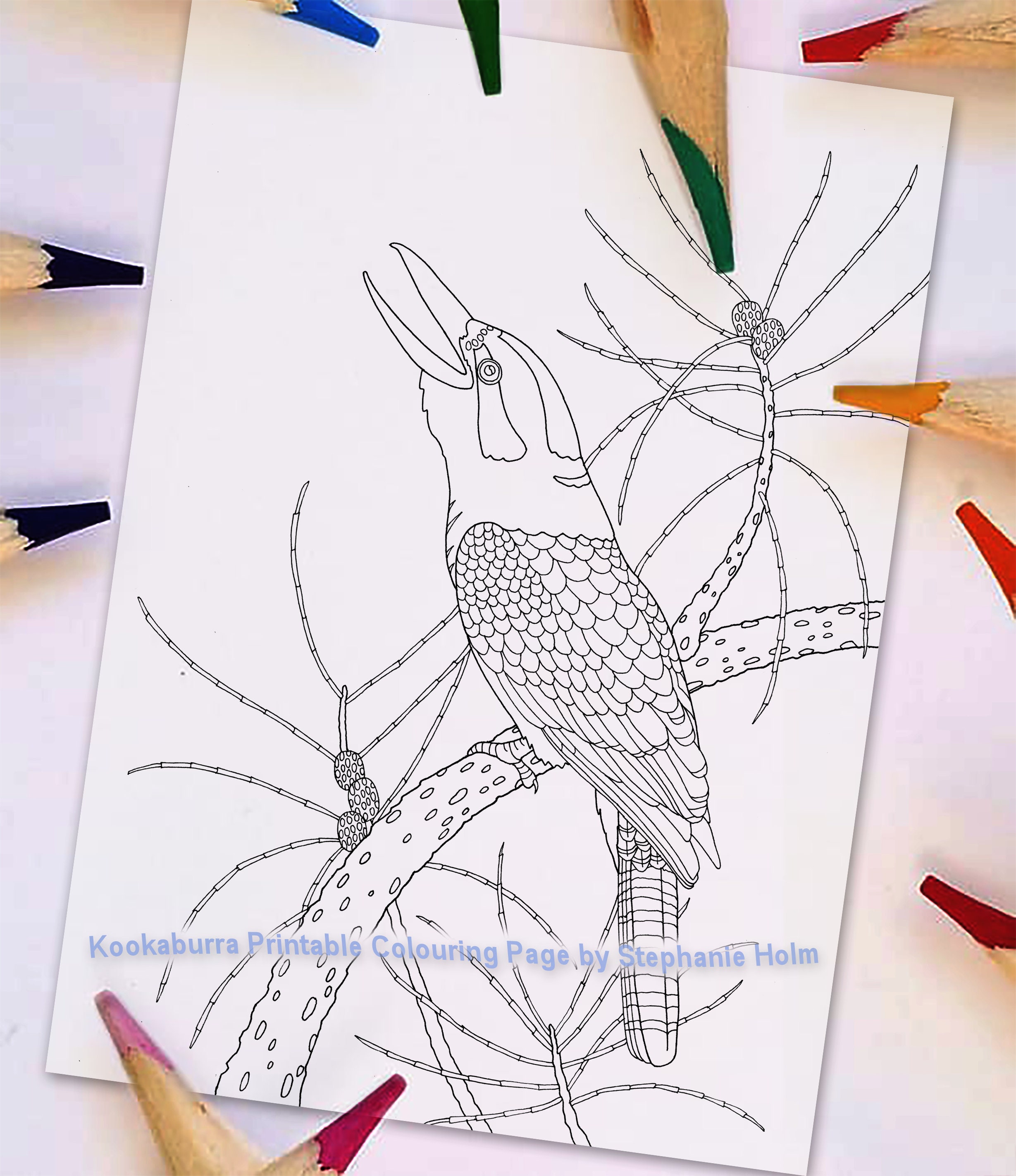 Laughing Kookaburra Colouring Page Australian Bird Natural | Etsy