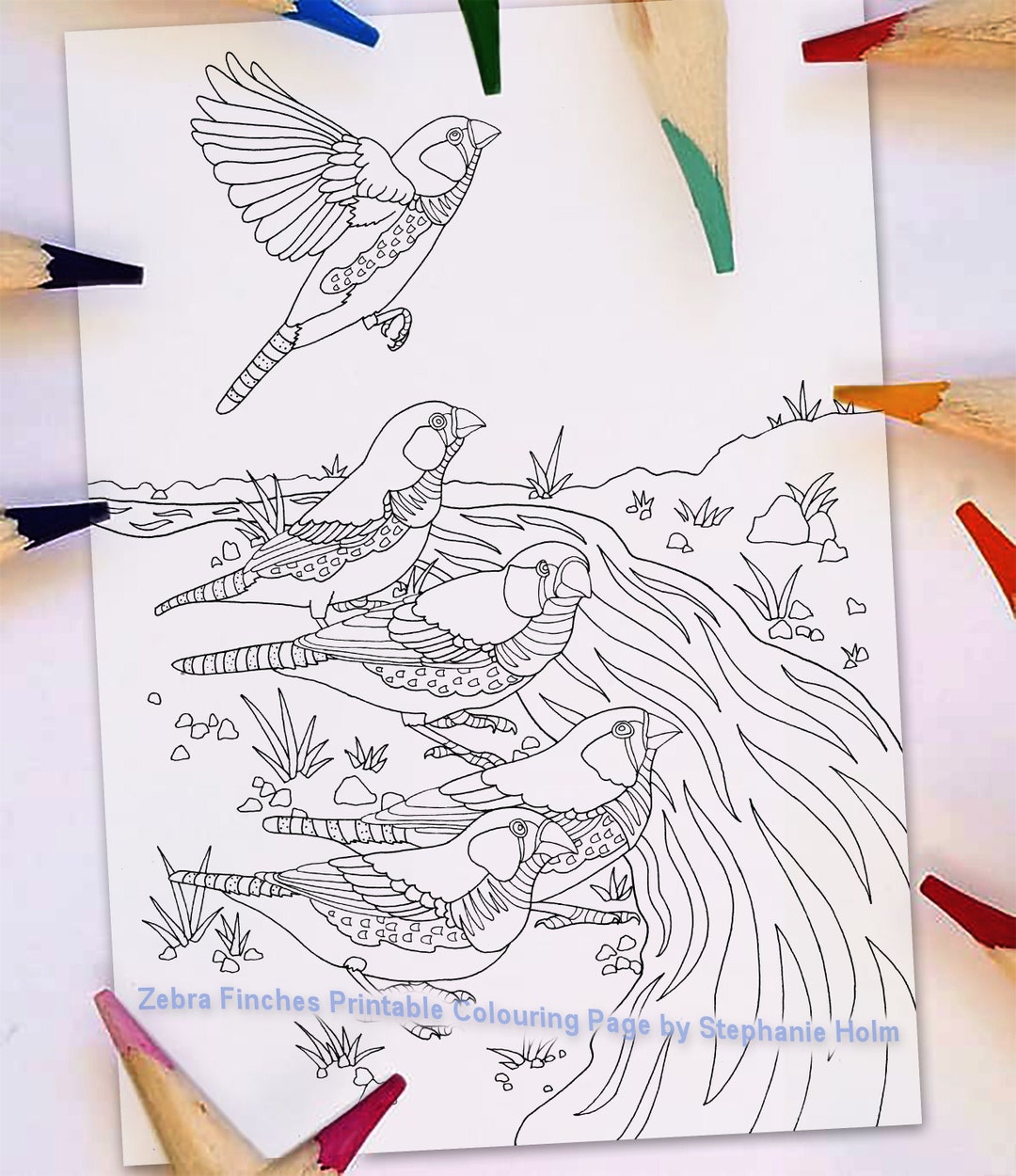 Zebra Finches Bird Colouring Page - Australian Animal Natural History ...