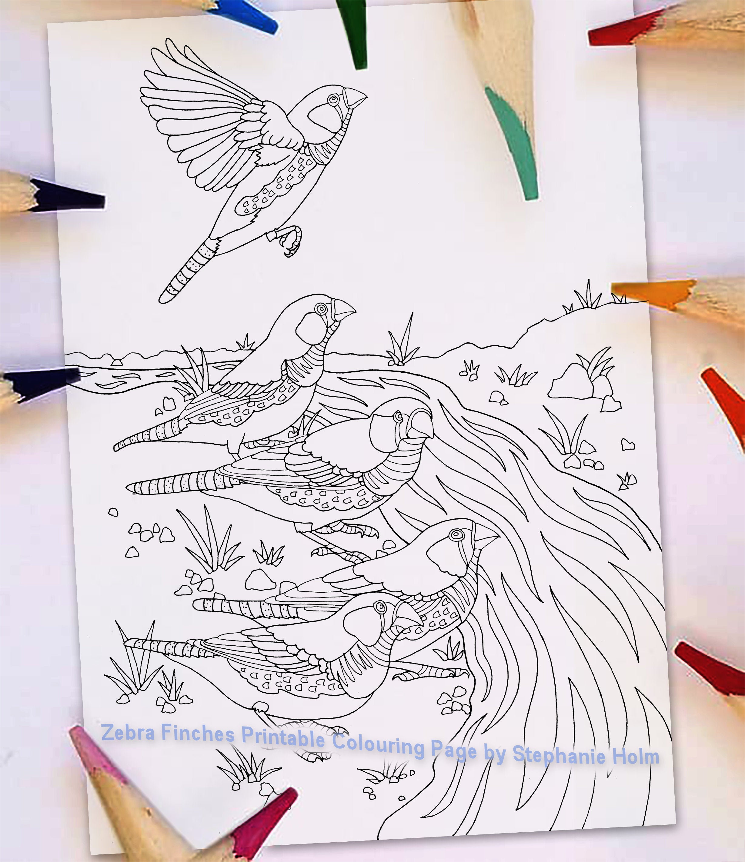 Zebra Finches Bird Colouring Page Australian Animal Natural History ...