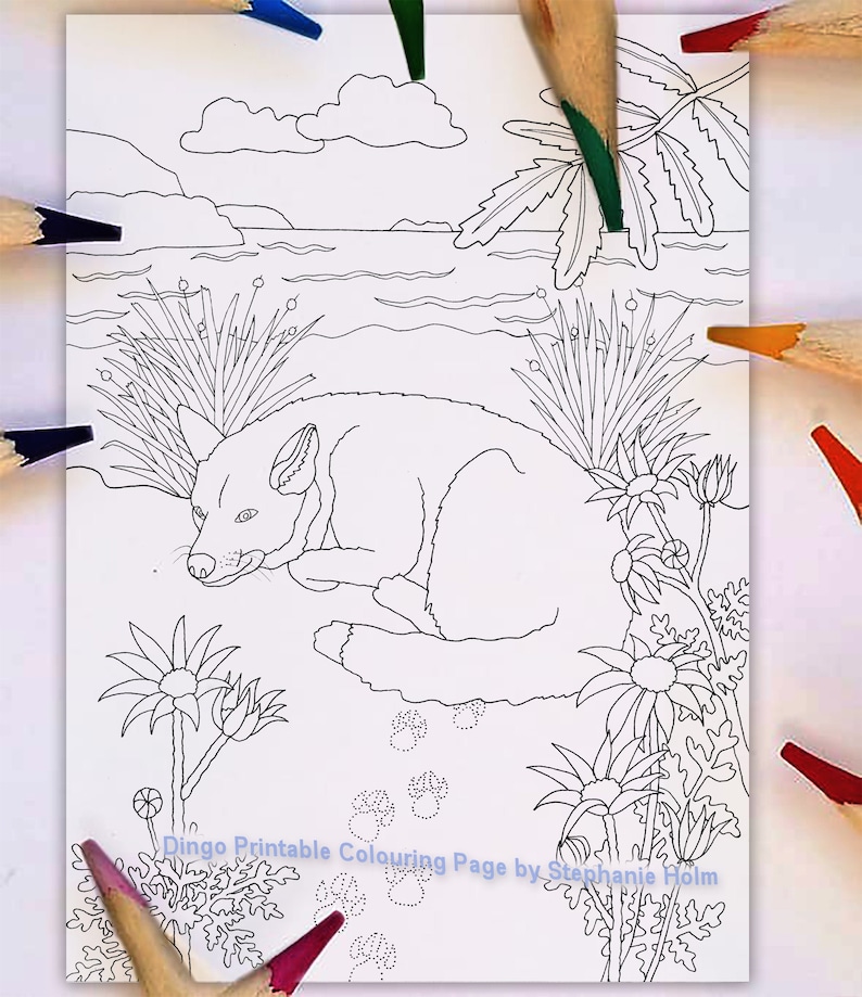Dingo Colouring Page Australian Animal Natural History Design Printable ...