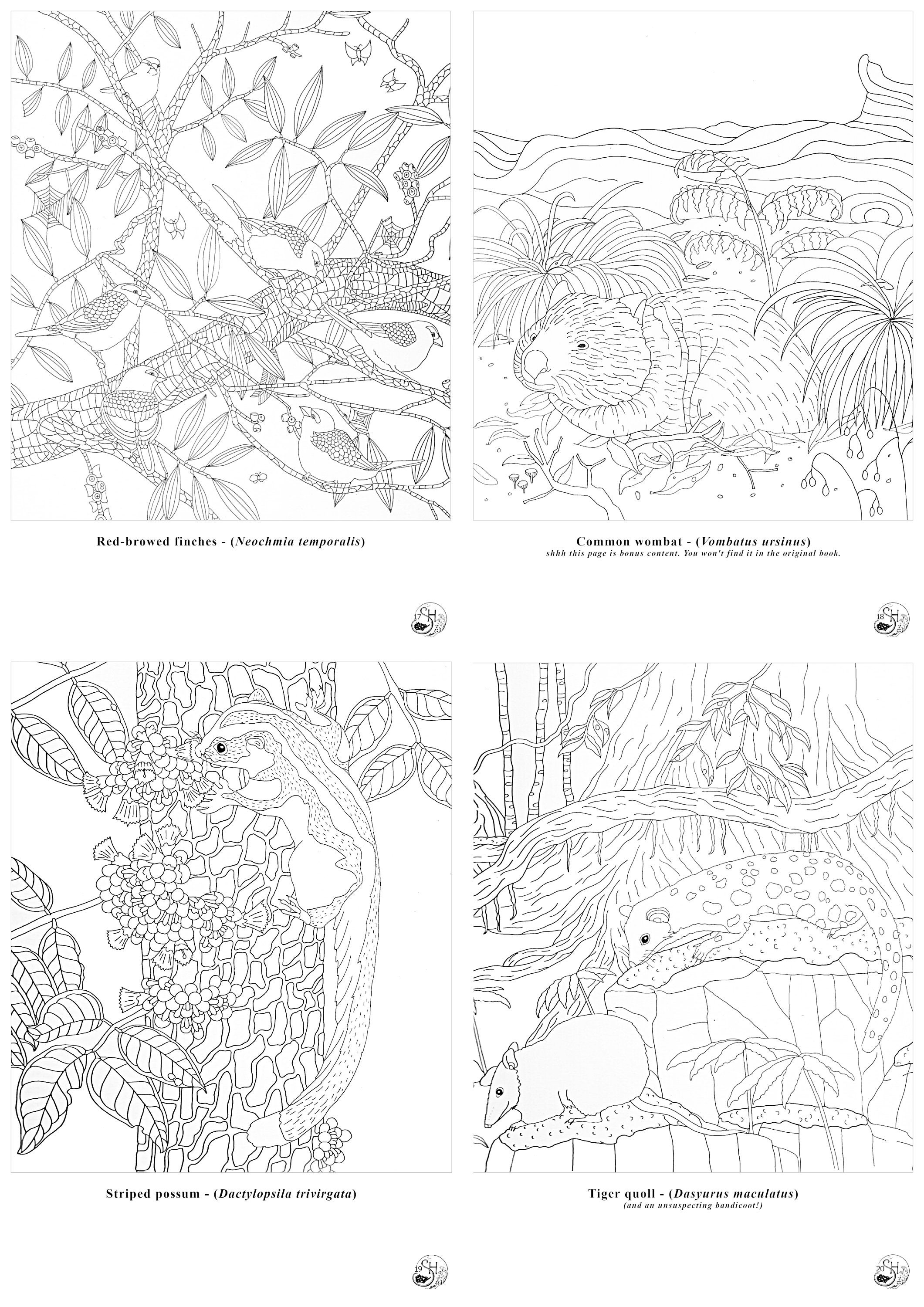 Wildscapes #3 Printable Animal Coloring Book - 20+ Detailed Australian ...