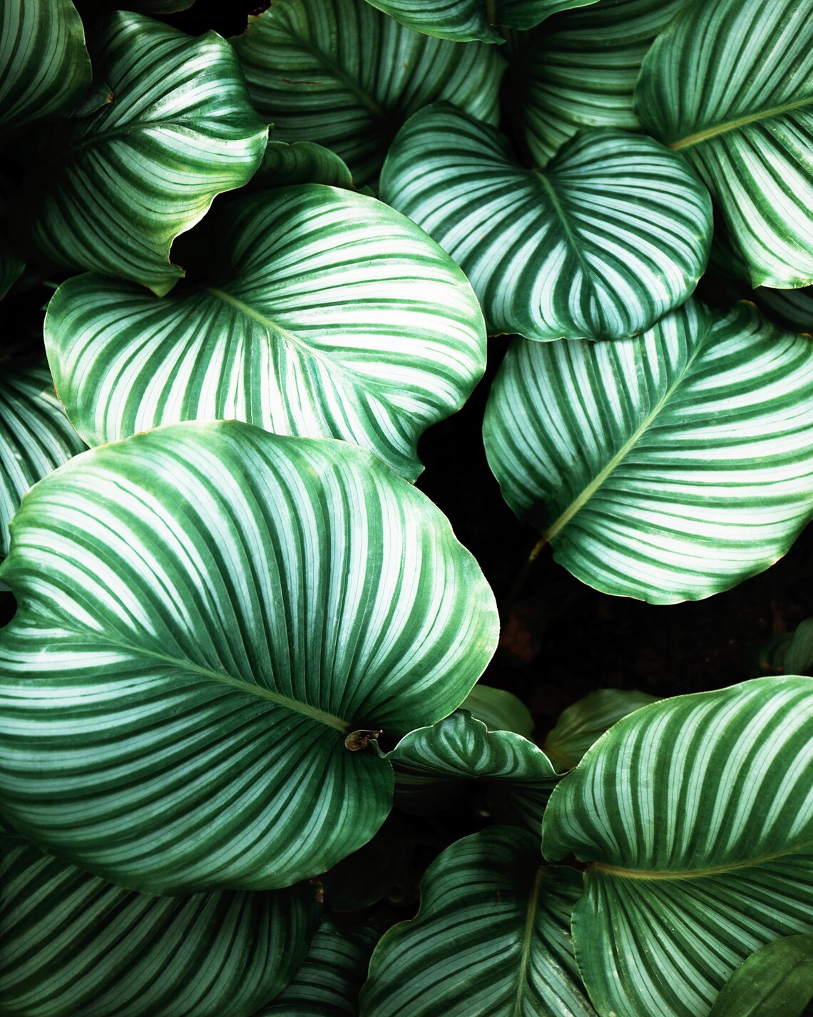 Tropical leaf botanical digital download | Etsy