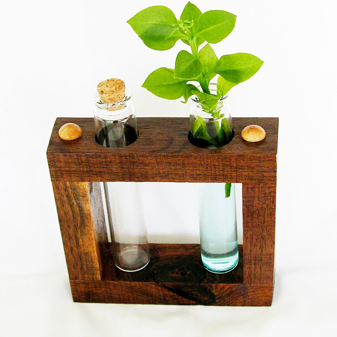 Propagating Station Root House Plants Home Office Window Decor Plant ...