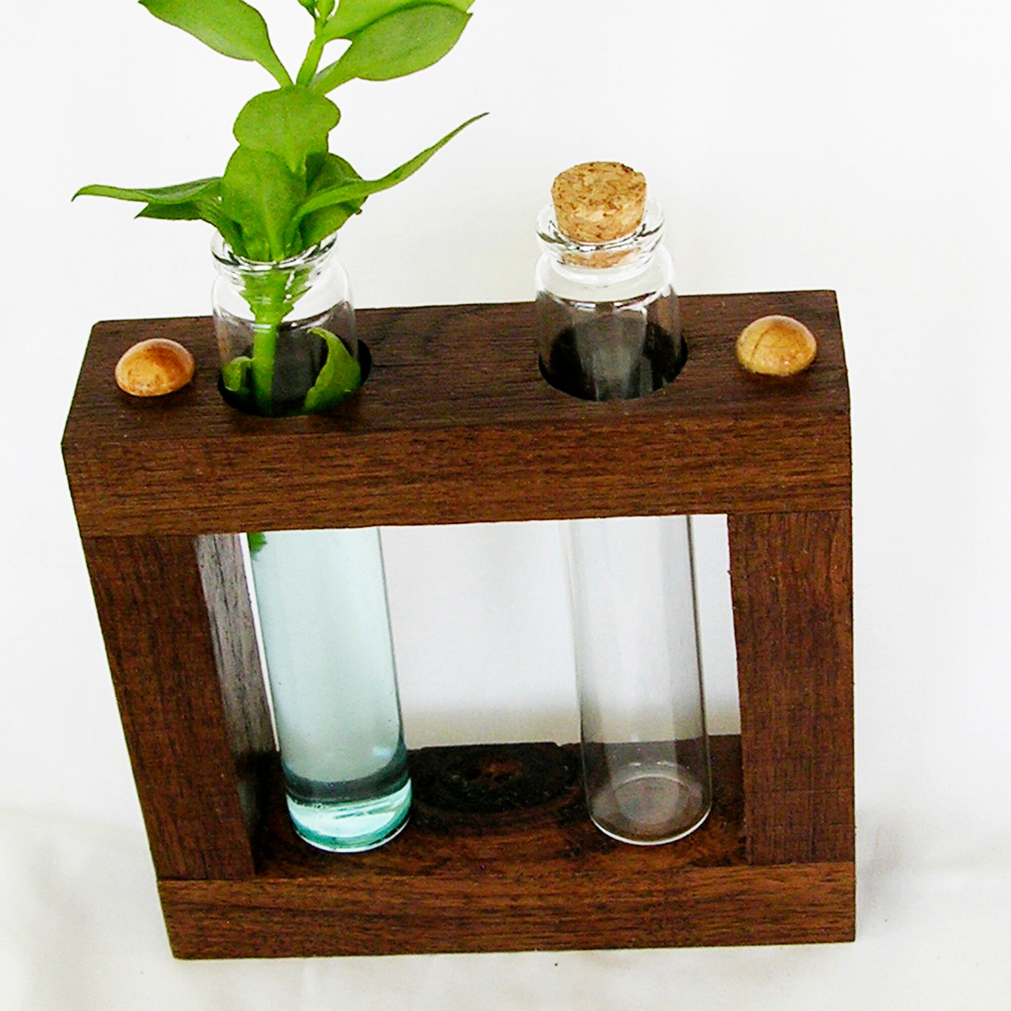 Propagating Station Root House Plants Home Office Window Decor Plant ...