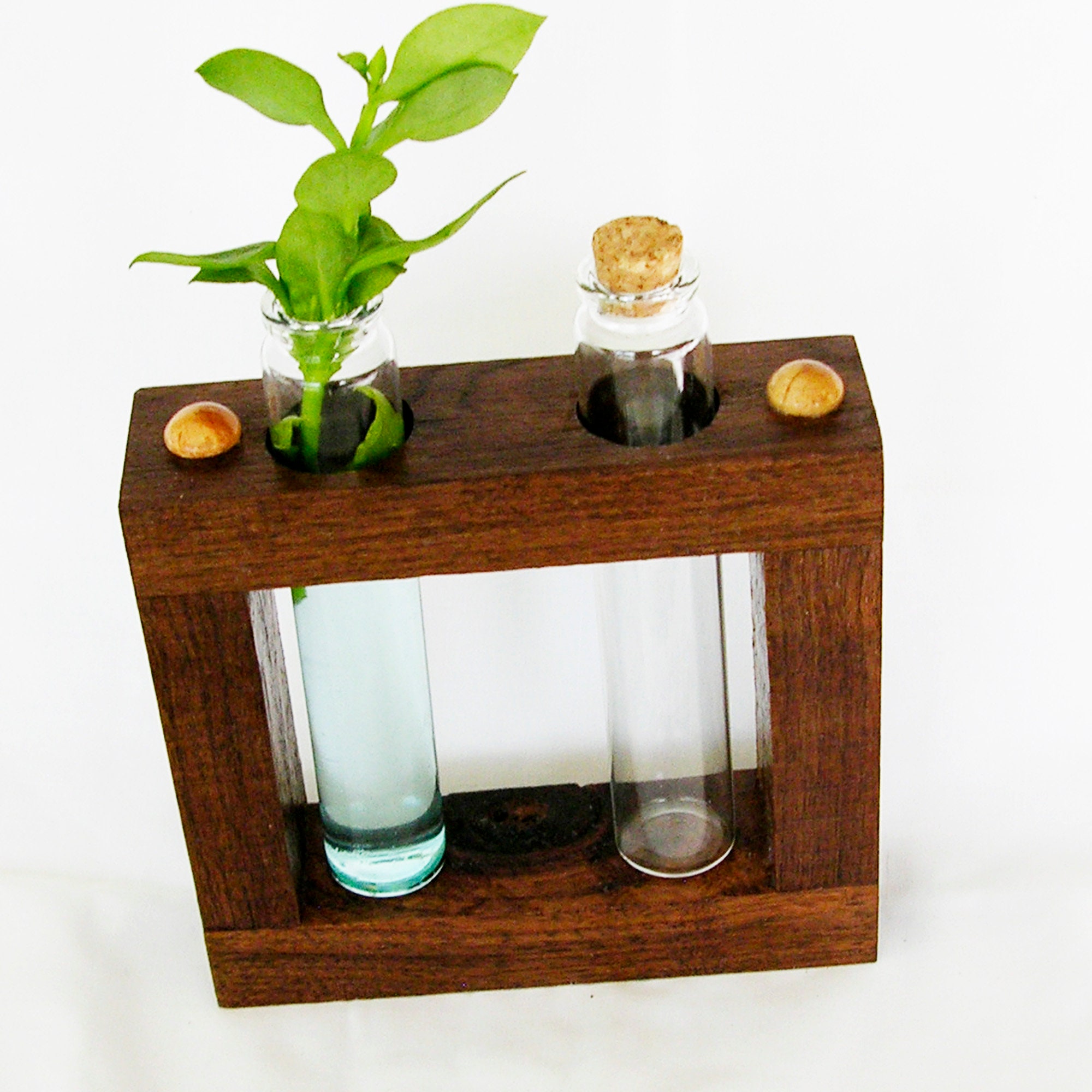 Propagating Station Root House Plants Home Office Window Decor Plant ...