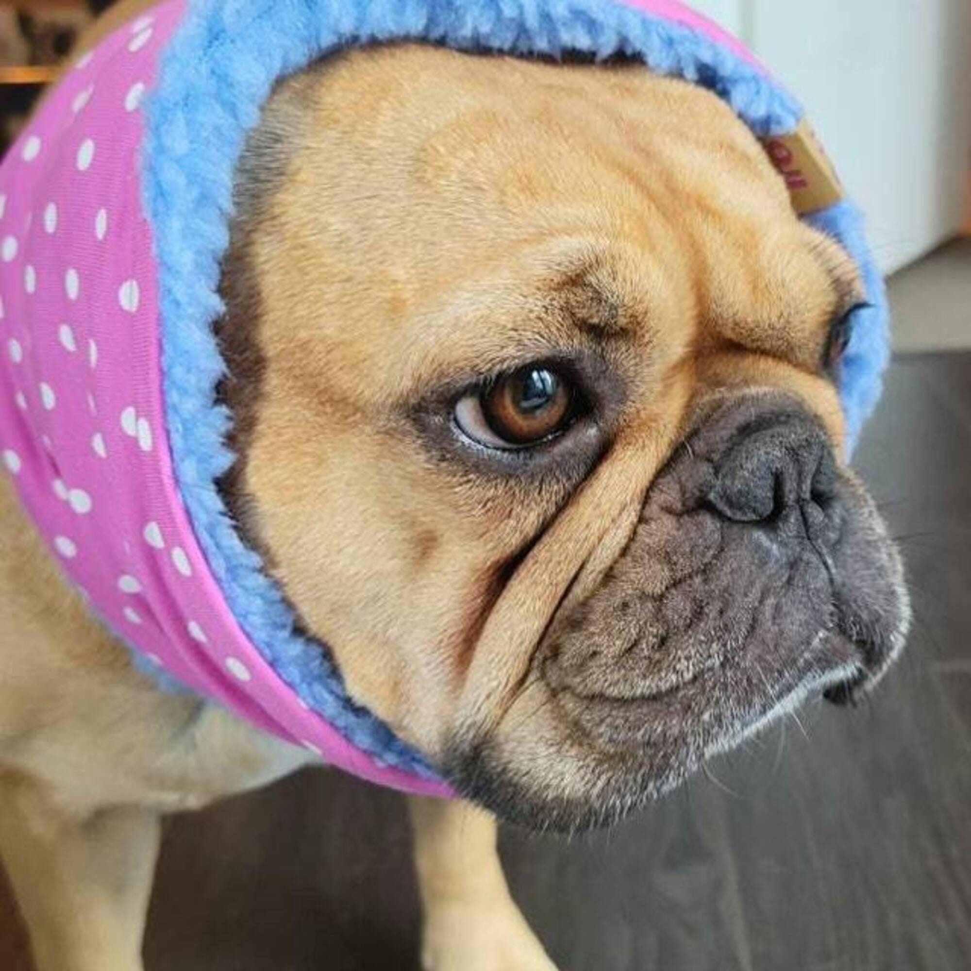 Petiro "cozy Match" Pet & Human Scarf. Snood | Cowl Matching Neckwarmer ...