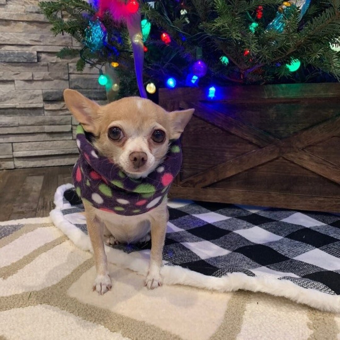 Petiro "huggies" Fleece Snood for Dog | Cat. Cowl Scarf. Neckwarmer. - Etsy