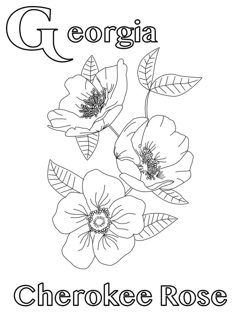 State Flower Coloring Book | Printable Flower Line Art | Downloadable ...