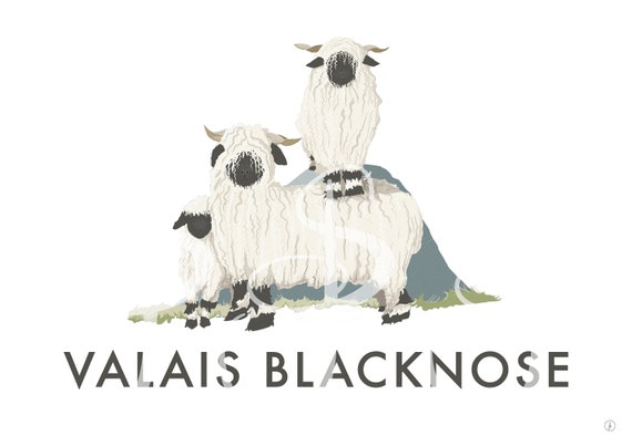 Valais Blacknose Sheep