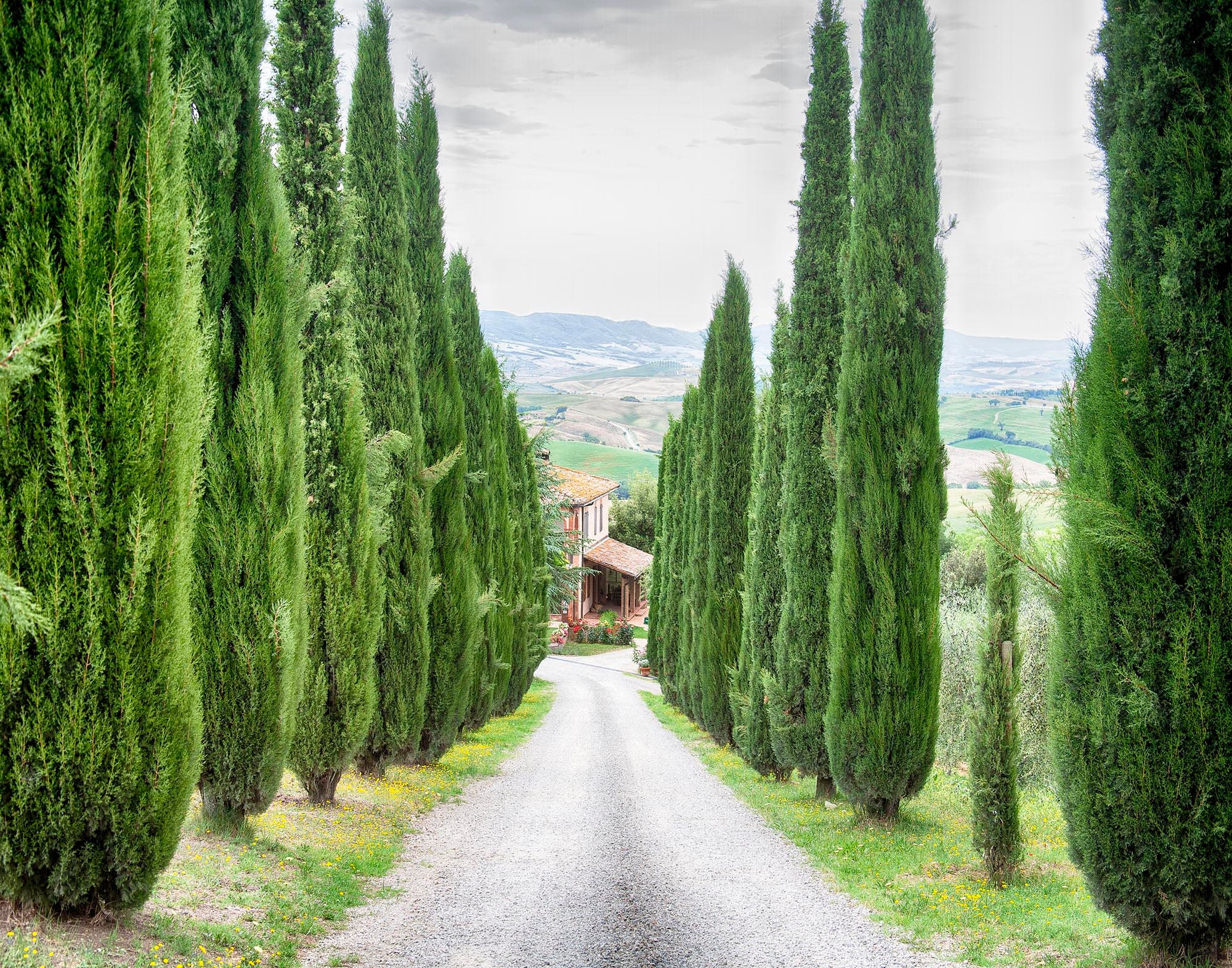 Italian Cypress Tree Drawing