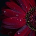 Red Flower Print | Macro Photography | Abstract Botanical Photography ...