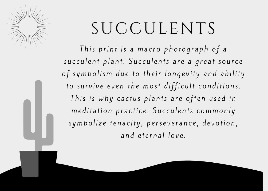 Black and White Succulent Print Abstract Cactus Photography | Etsy