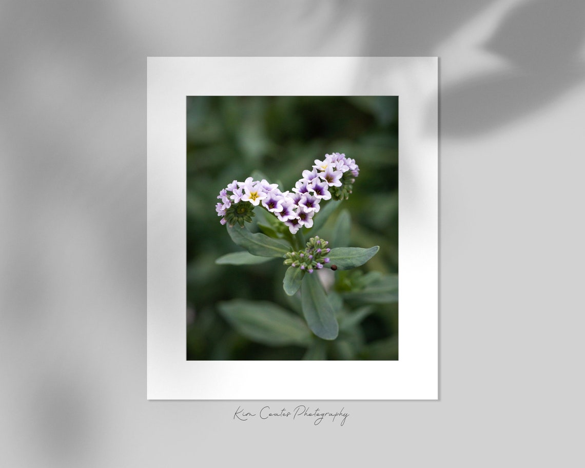 Flower Photography Print Botanical Photo Macro Flower Art - Etsy