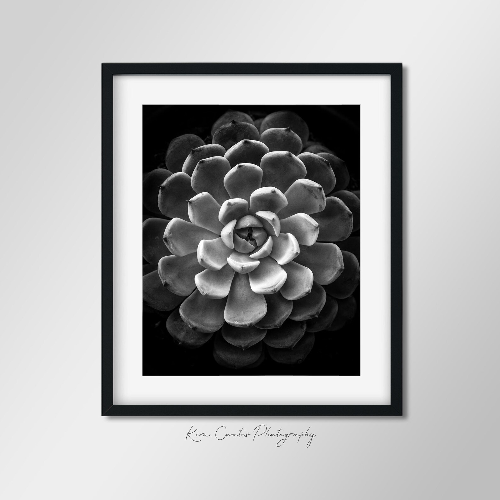 Black and White Cactus Print | Macro Photography | Abstract Succulent ...