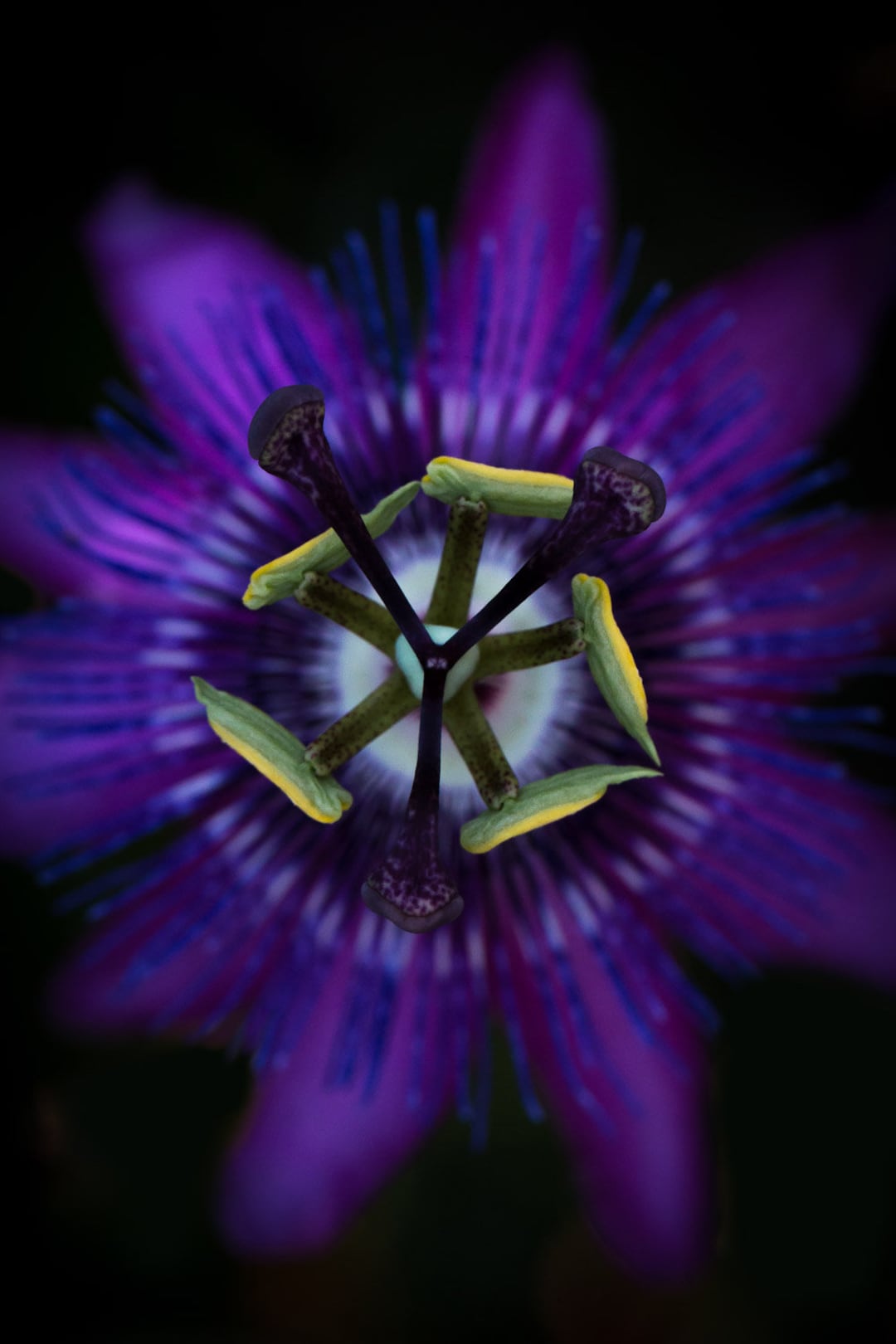 Flower Photography Print | Macro Photography | Purple Wildflower Print ...