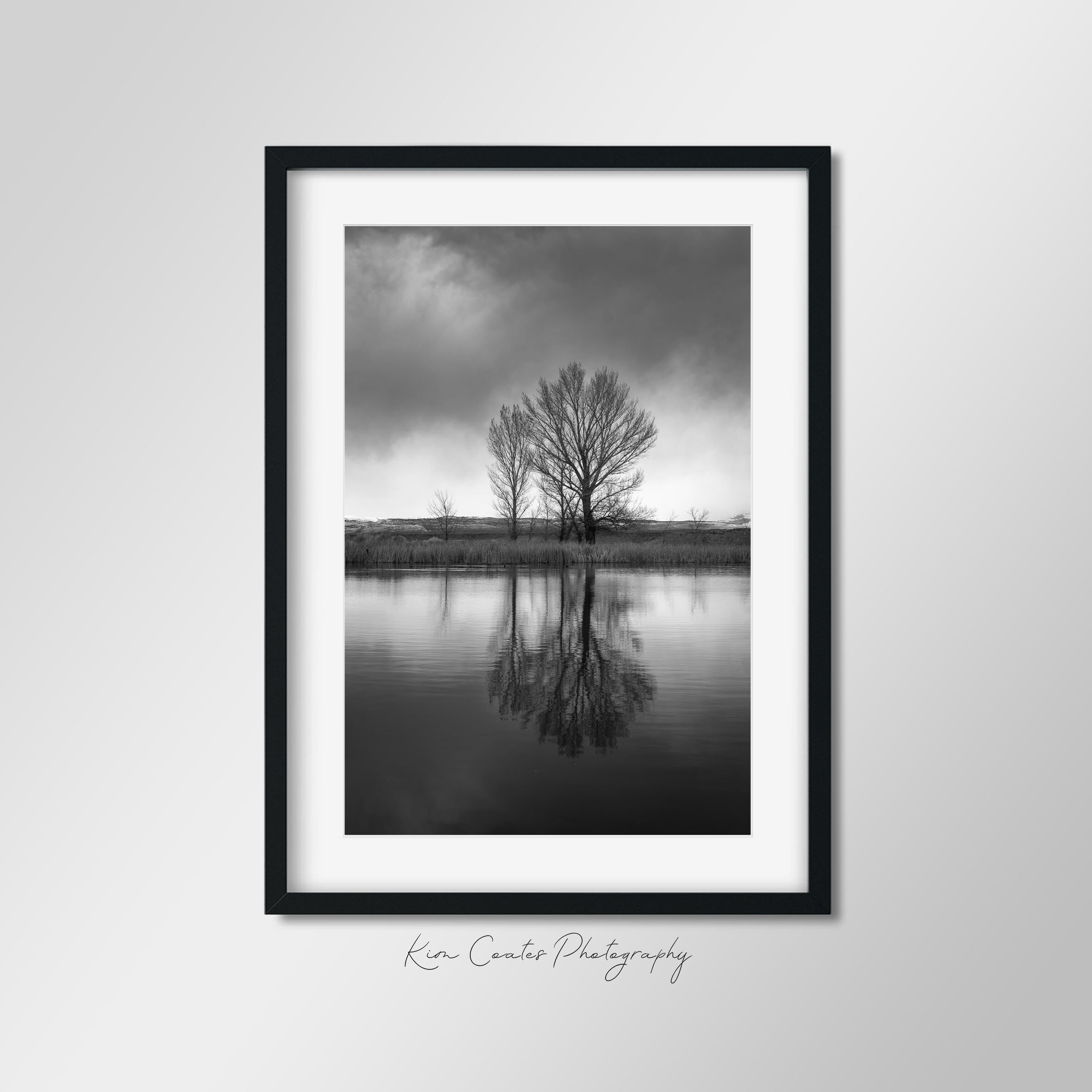 Ansel Adams Pine Tree