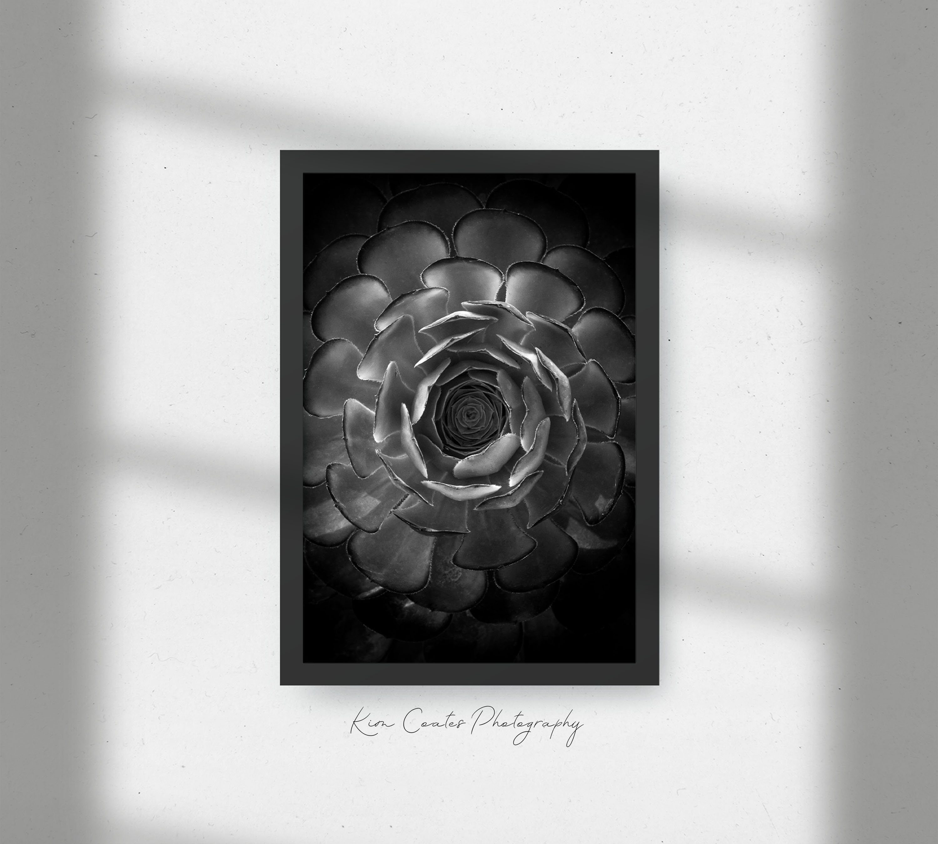 Succulent Photography Print | Abstract Cactus Photography | Macro ...