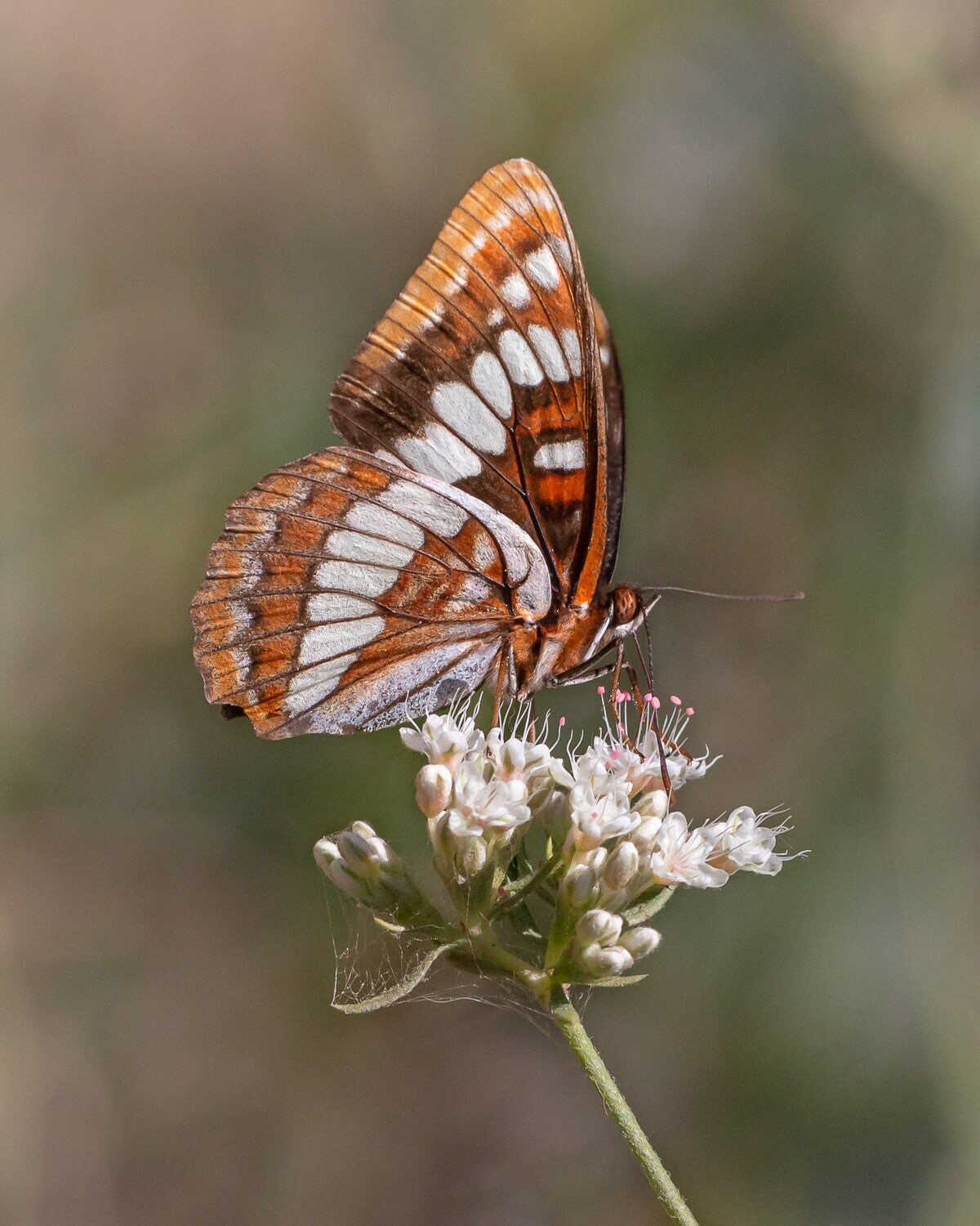 Butterfly Photography Print Botanical Photo Macro Photography Modern ...