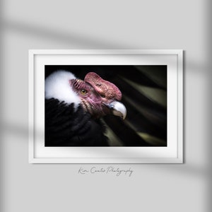 Wildlife Photography Print | Bird Photography | Andean Condor | Bird ...