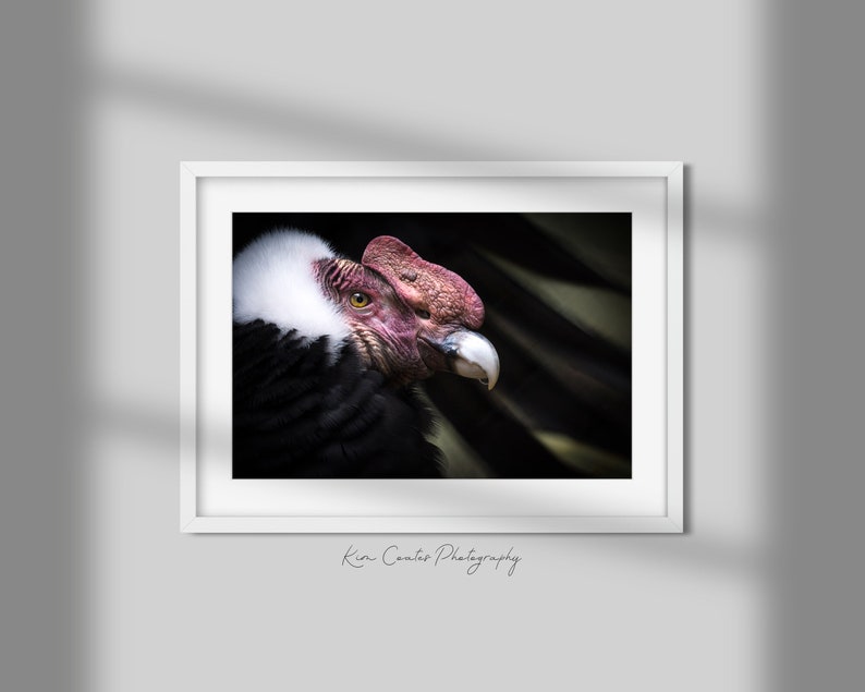 Wildlife Photography Print | Bird Photography | Andean Condor | Bird ...