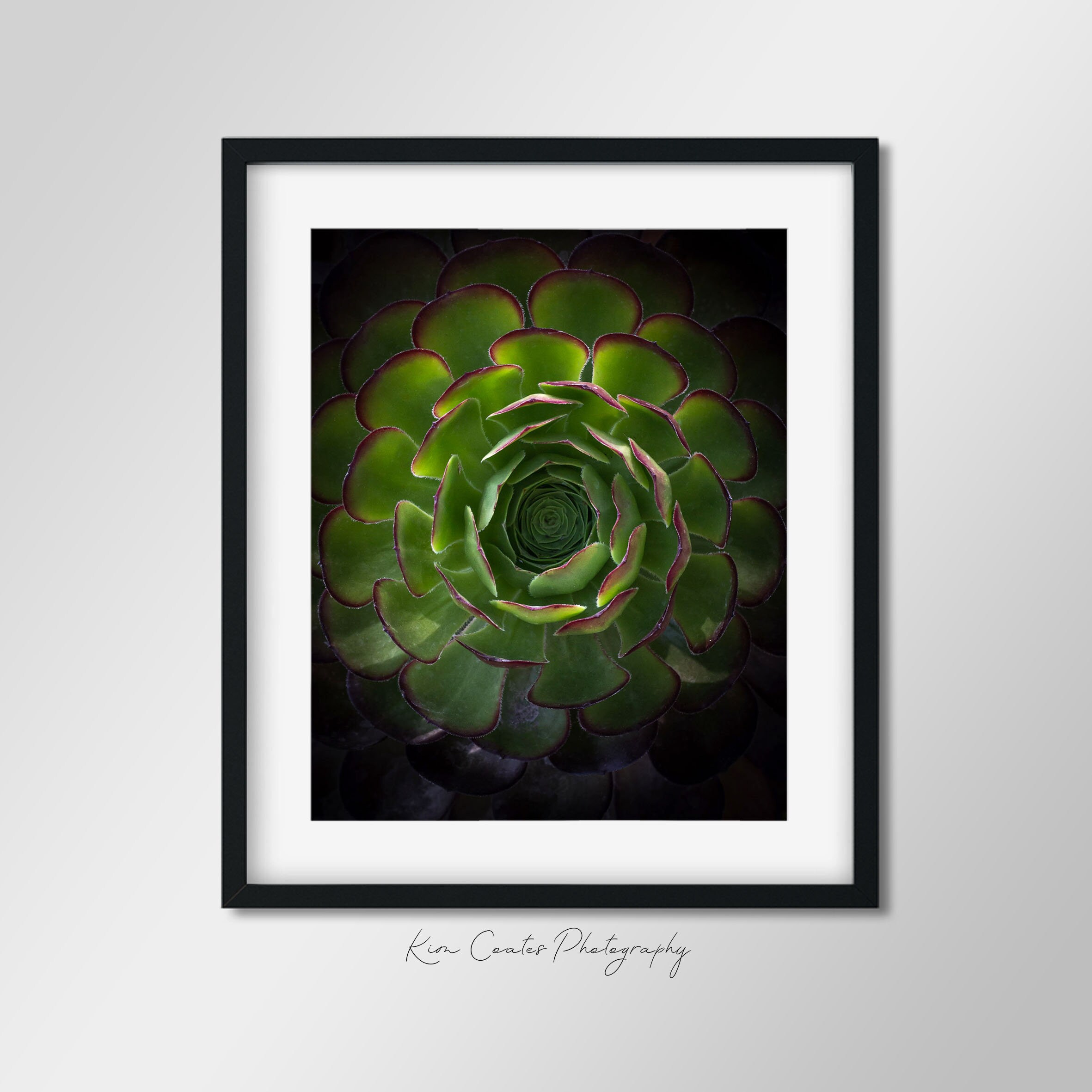 Succulent Photography Print | Abstract Cactus Photography | Macro ...