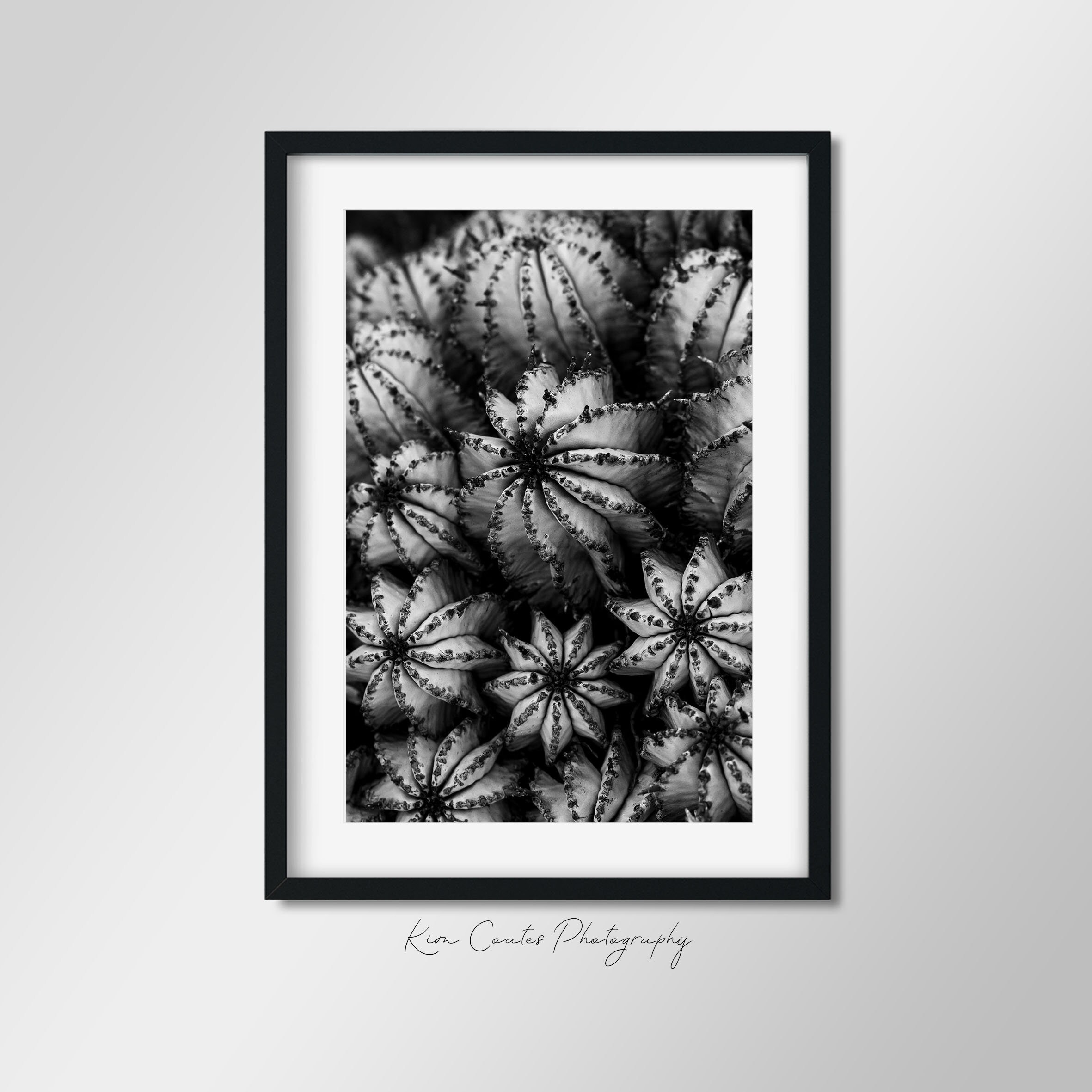 Black and White Cactus Photography Print Modern Leaf - Etsy
