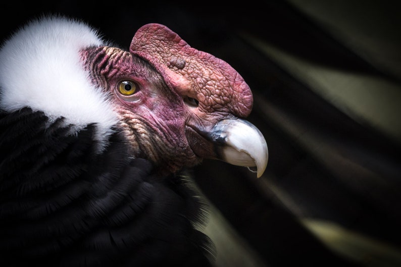 Wildlife Photography Print | Bird Photography | Andean Condor | Bird ...