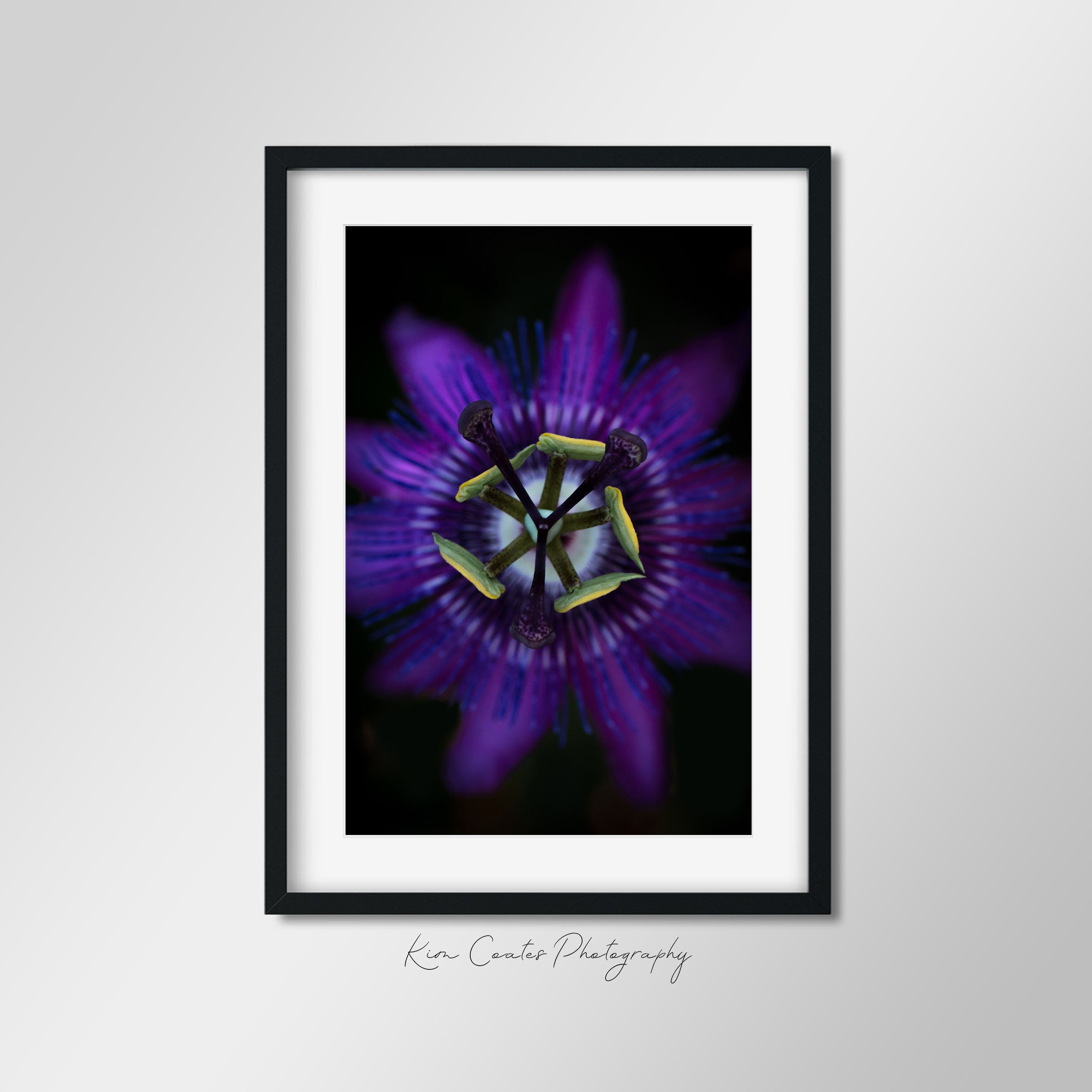 Flower Photography Print Macro Photography Purple Wildflower Print ...