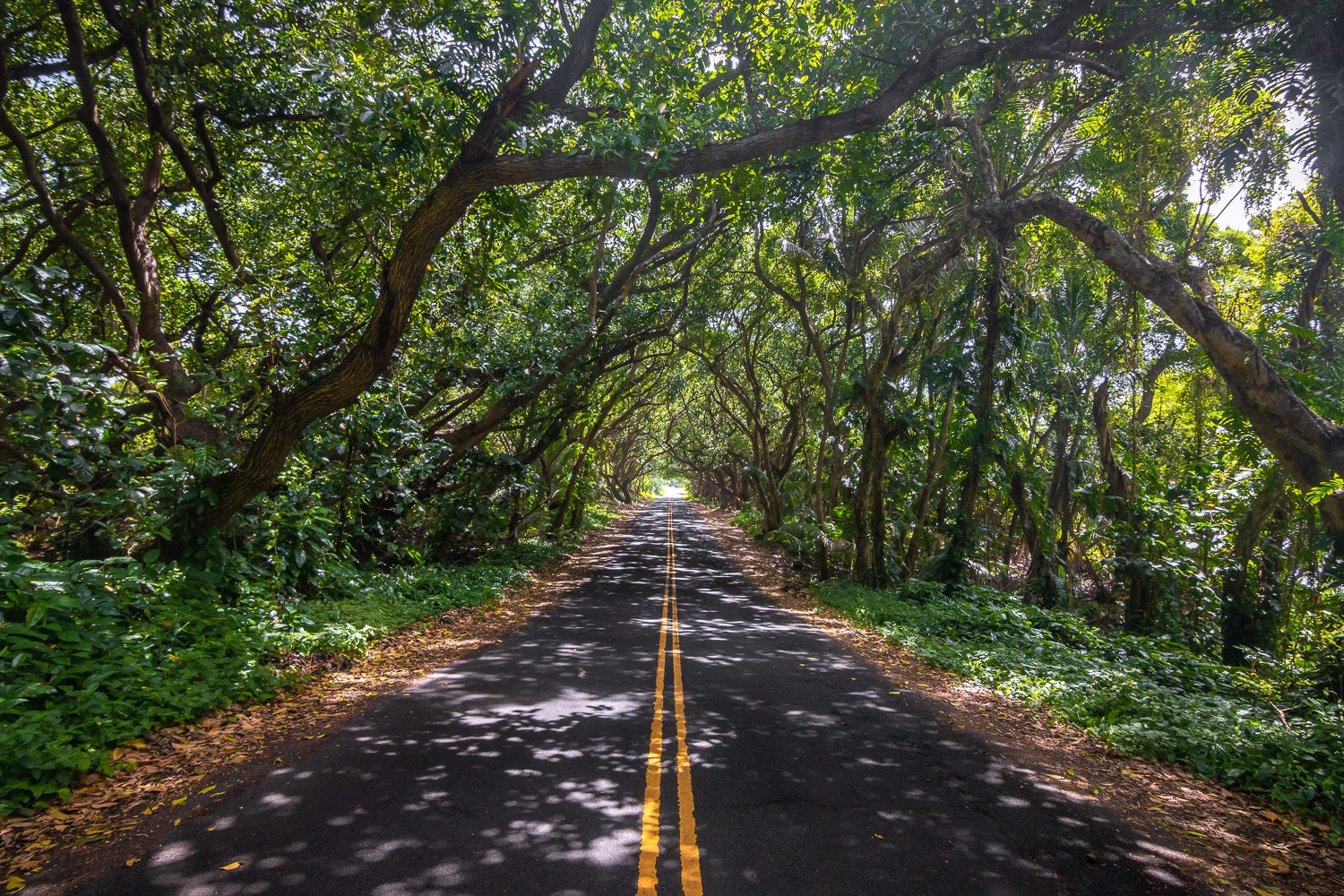 Forest Road Photography Print | Travel Photography Decor | Modern Photo ...