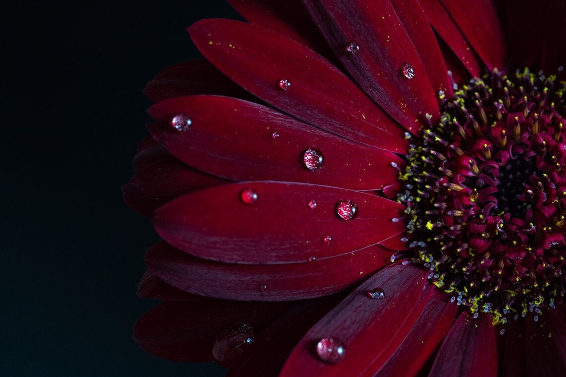 Red Flower Print Macro Photography Abstract Botanical Photography Red ...
